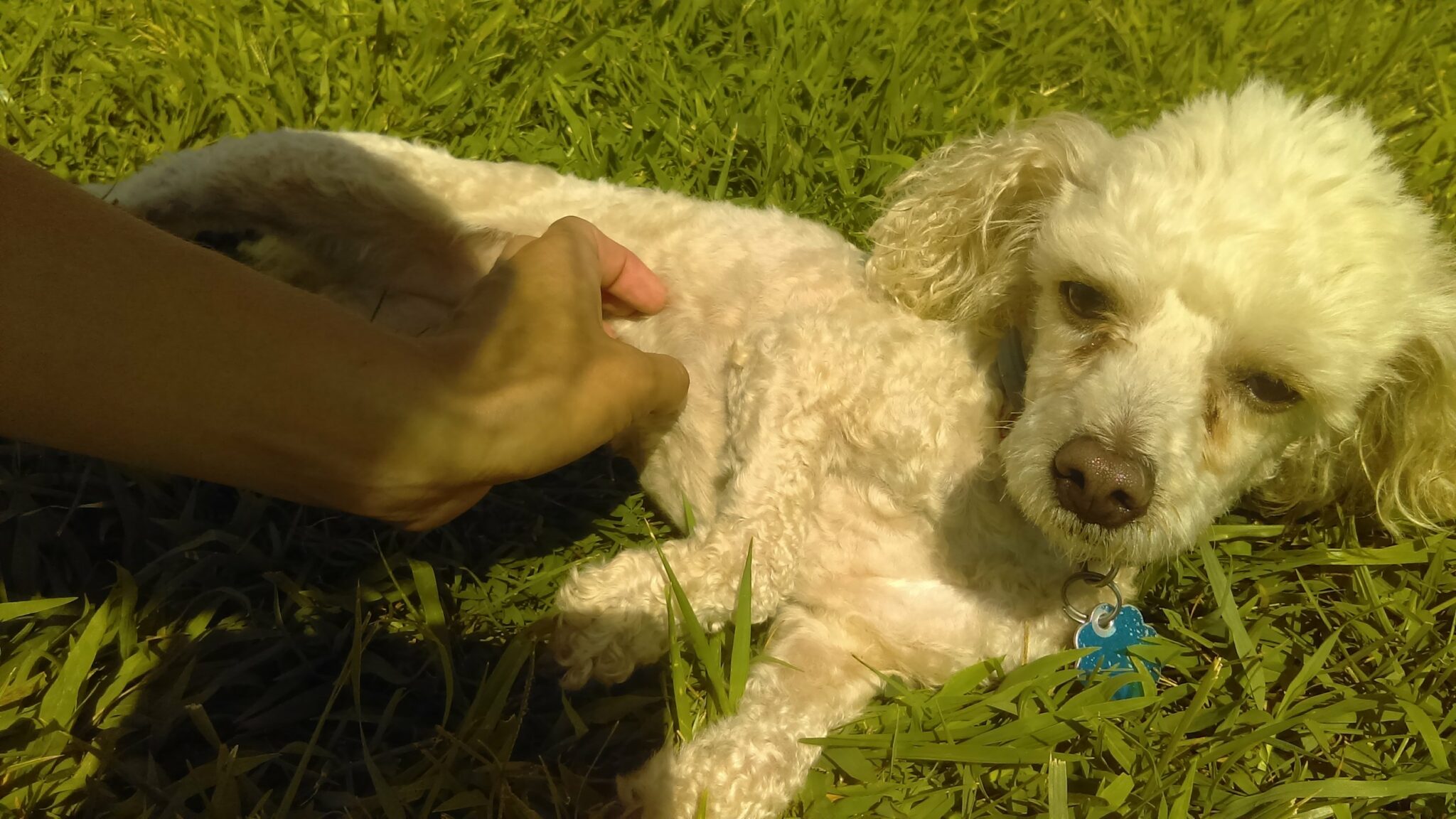 Stay & Play Boarding & Daycare – First State Animal Center