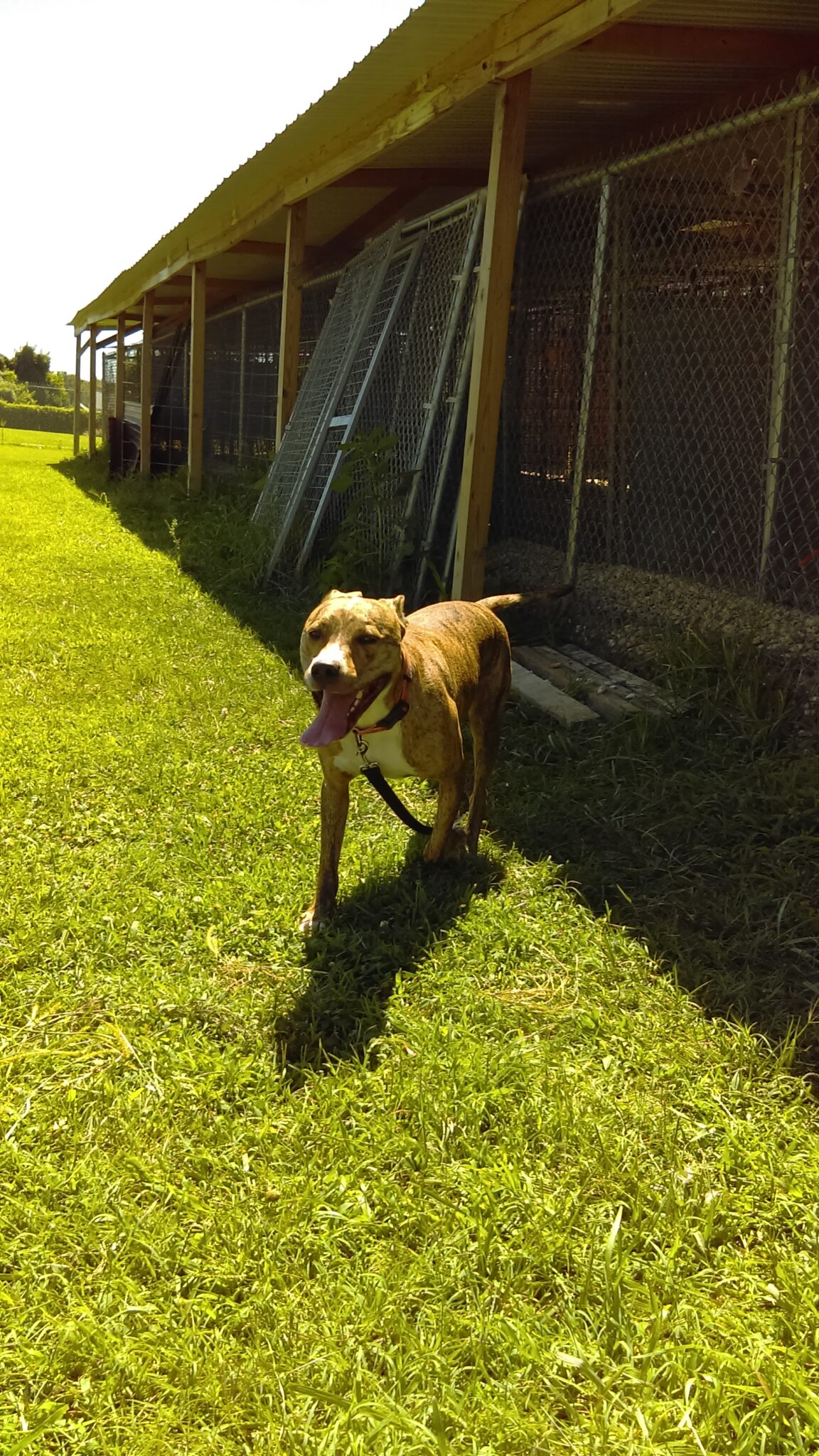 Stay & Play Boarding & Daycare – First State Animal Center