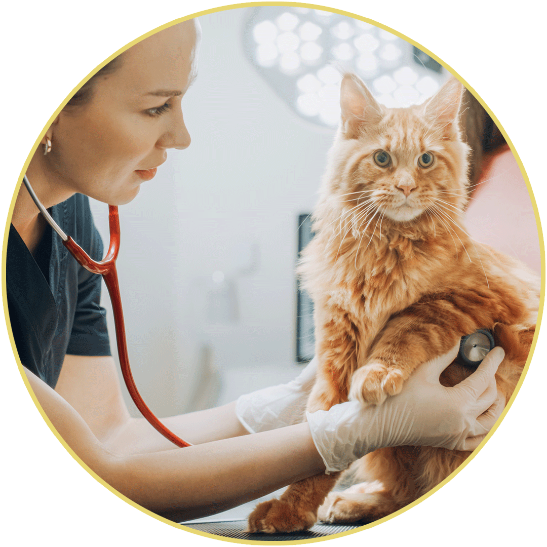 First State Animal Center