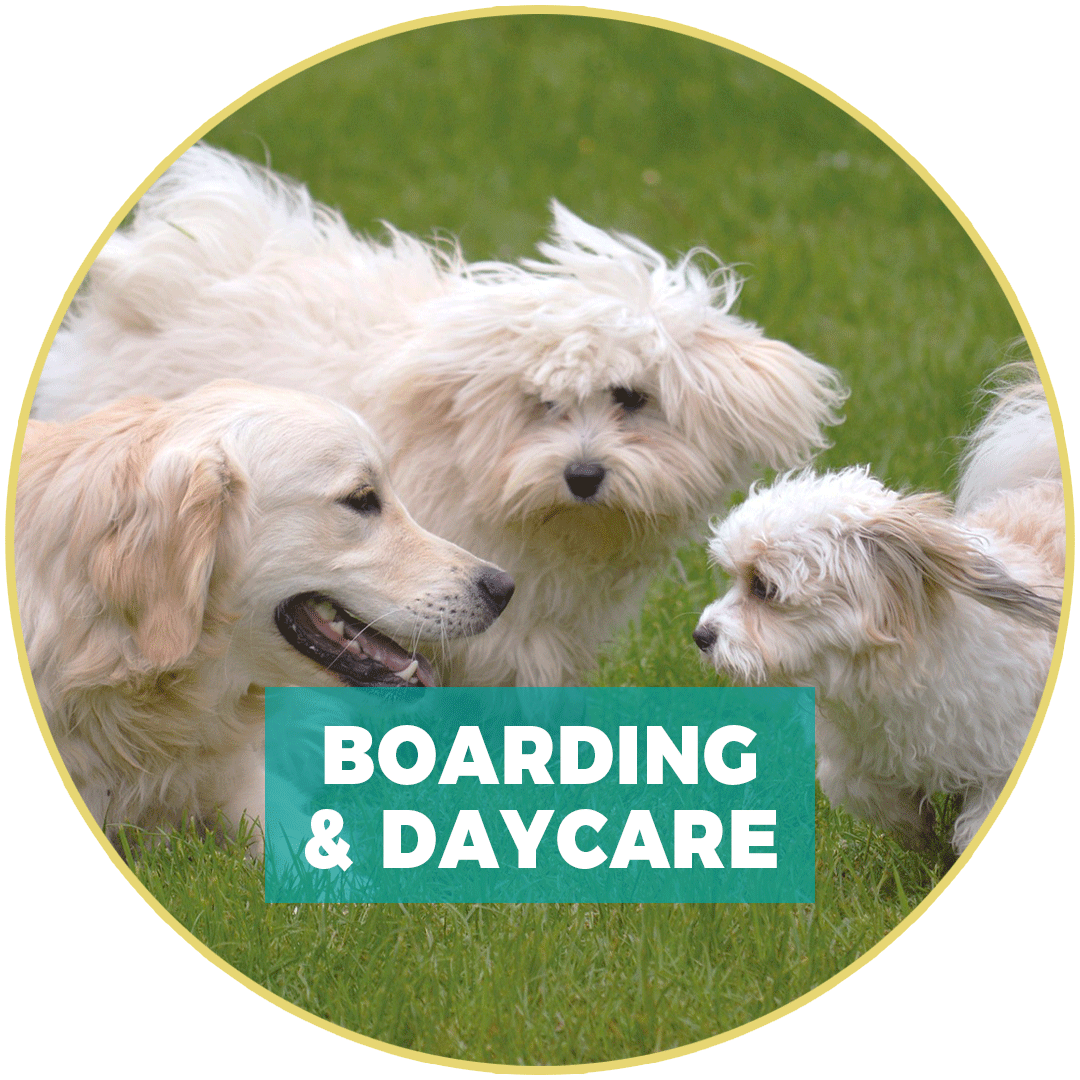 Services – First State Animal Center